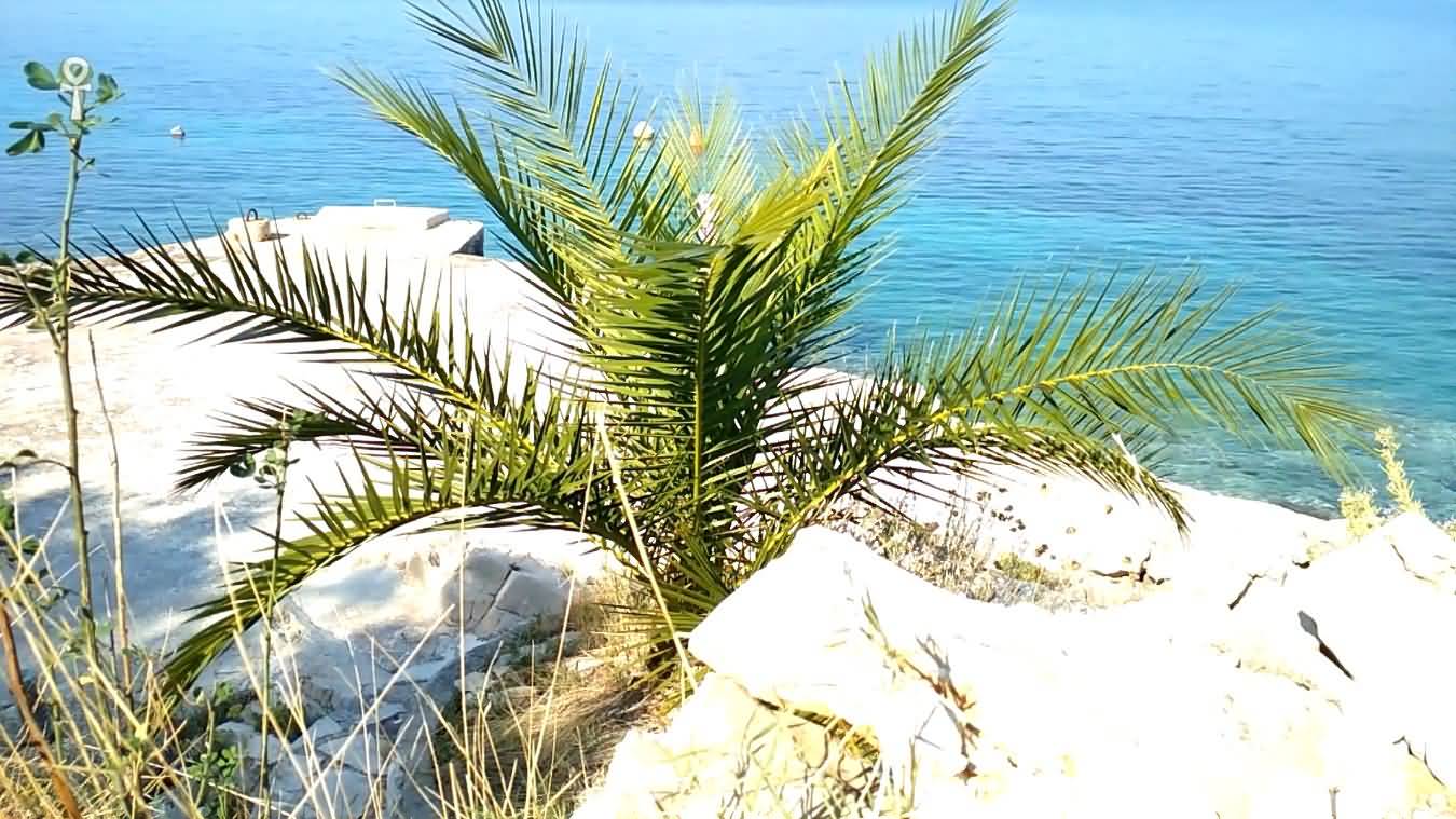 Deep Sleep Delta Waves Music for Meditation Under the Palm Tree 🏝